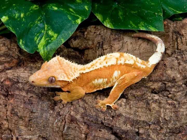 Orange Crested Gecko Care Guide: Tips for Keeping a Healthy Gecko ...
