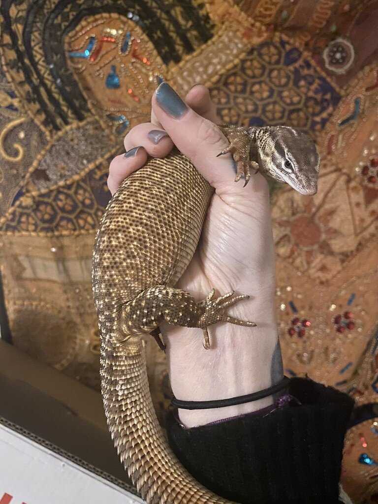 Ackie Monitor Enclosure Size: How to Provide an Optimal Habitat for ...