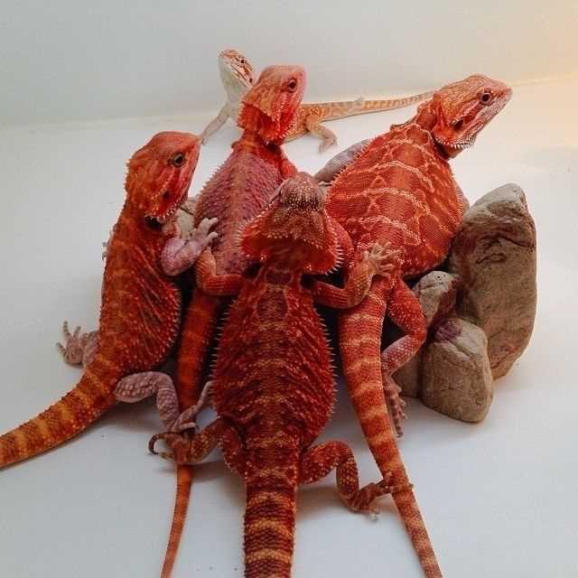Adult Fancy Bearded Dragon - The Ultimate Guide for Owners - Vital Frog