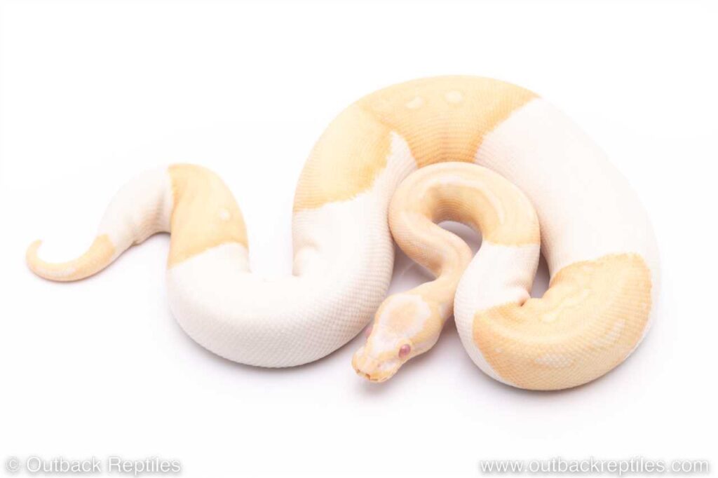 Albino Pied Royal Python: A Guide to This Exotic Snake - Vital Frog