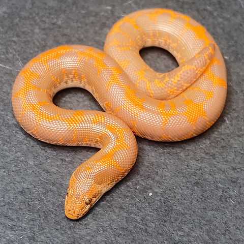 Discover the Unique Beauty of the Albino Sand Boa Snake - Vital Frog