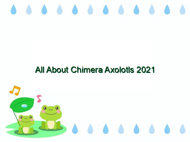 All About Chimera Axolotls 2021 - Vital Frog