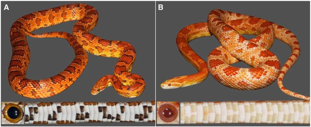 Amel Corn Snake: Care, Feeding, and Breeding Guide - Vital Frog