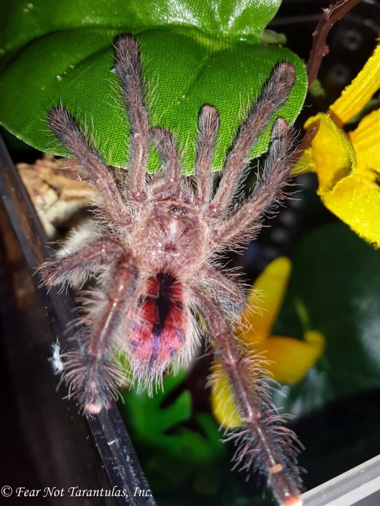 About Avicularia: A Comprehensive Guide to This Fascinating Genus ...