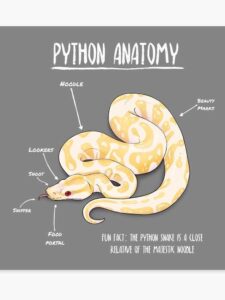 The Anatomy Of Ball Pythons - A Comprehensive Guide - Vital Frog