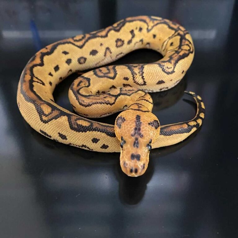 Ball Python Het Clown - All You Need to Know About This Amazing Morph ...