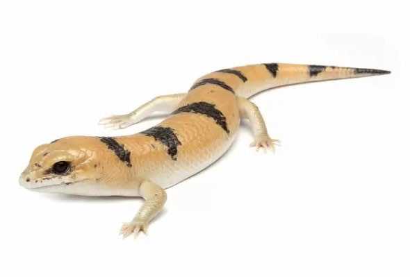 Banded Skink: Facts, Habitat, and Behaviors - Vital Frog