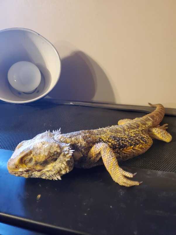 What to Do When a Bearded Dragon Dies but Doesn't Go Stiff - Vital Frog