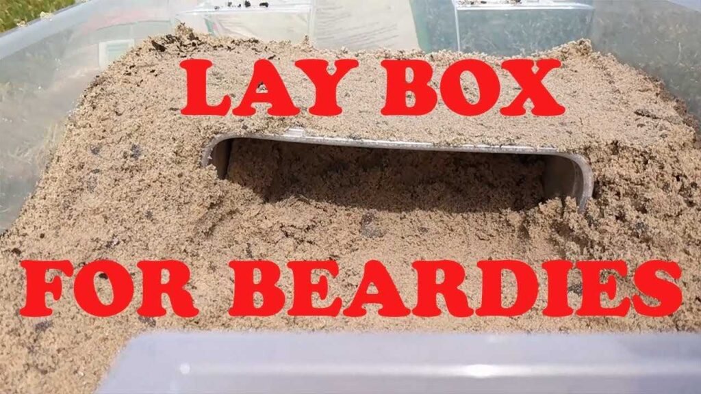 Creating a Perfect Bearded Dragon Lay Box - Vital Frog