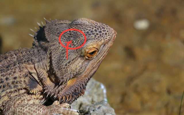 All About Bearded Dragon Parietal Eye: Characteristics and Functions ...