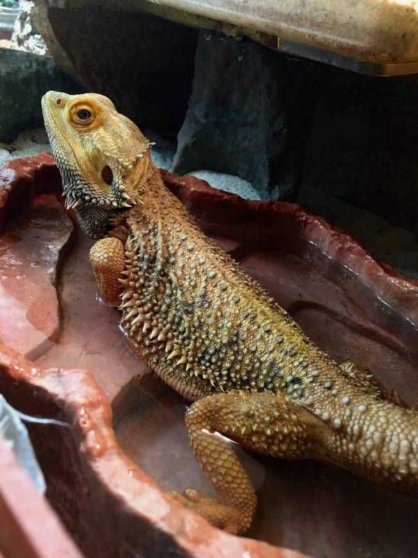 Discover Everything You Need to Know About Bearded Dragon Pee - Vital Frog