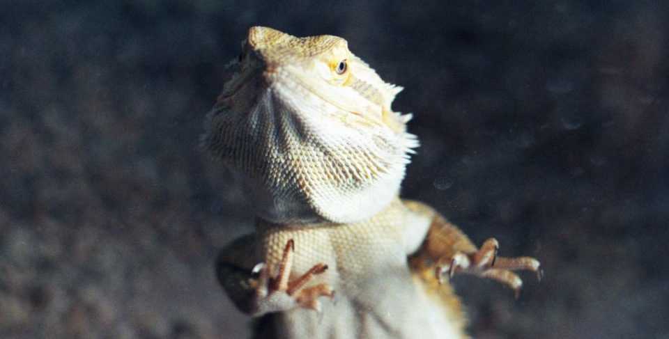 Why Is My Bearded Dragon Scratching the Glass? - Vital Frog