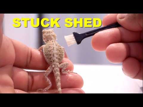 Bearded dragon shedding tail guide - Vital Frog