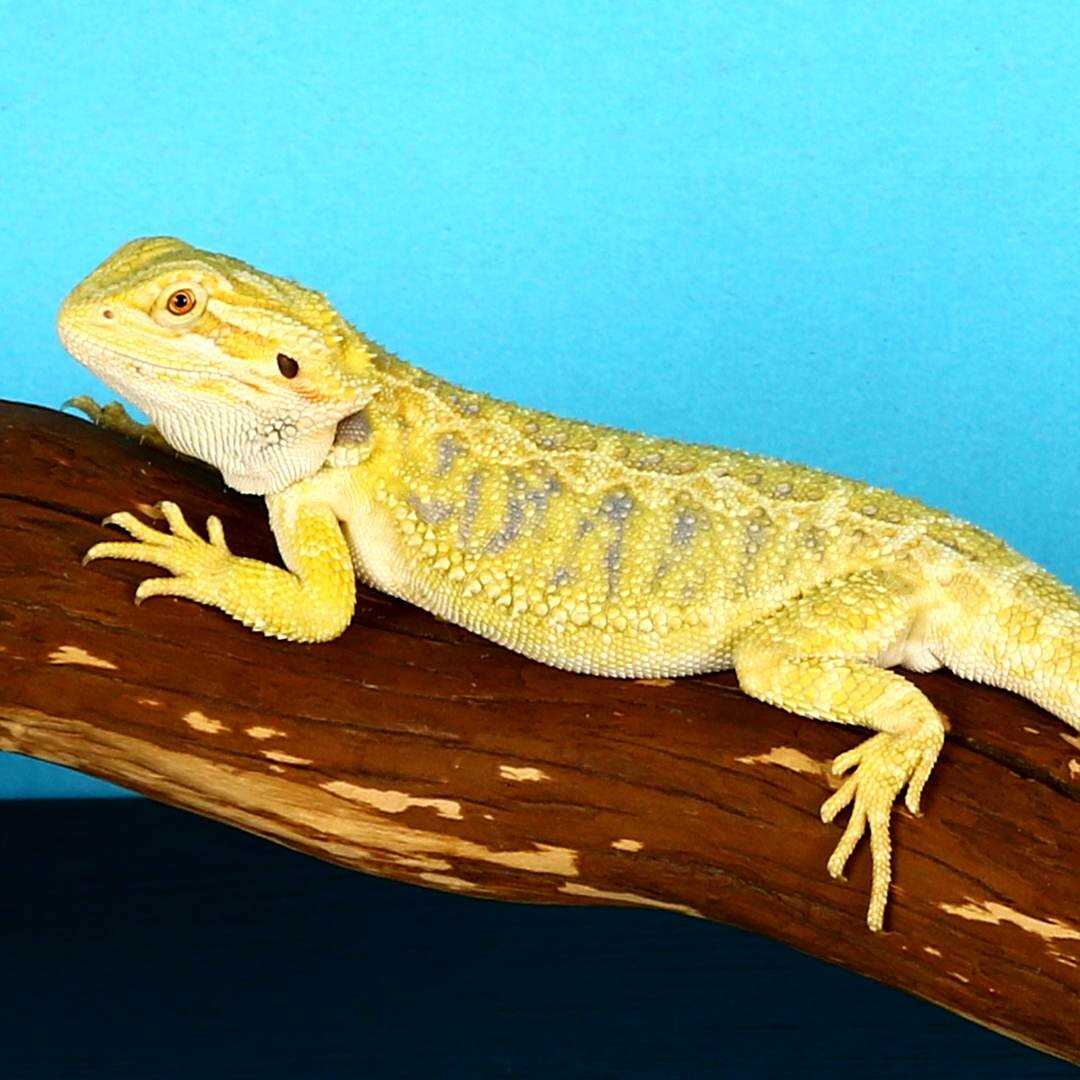Discover the Fascinating World of Bearded Dragon Tigers - Vital Frog