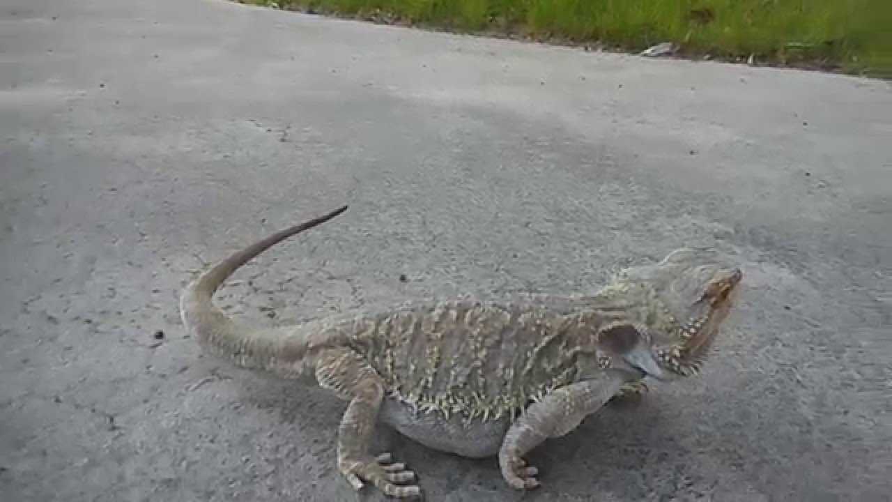 Ultimate Guide to Bearded Dragon Walking - Tips and Techniques - Vital Frog