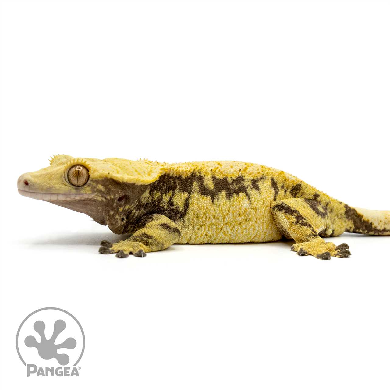 Black and Yellow Gecko: A Stunning Reptile Species | Your Guide to the ...