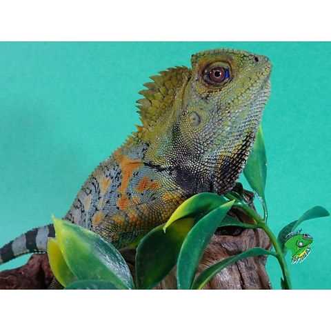 Blue Eyed Crested Dragon: A Guide to This Rare and Stunning Reptile ...
