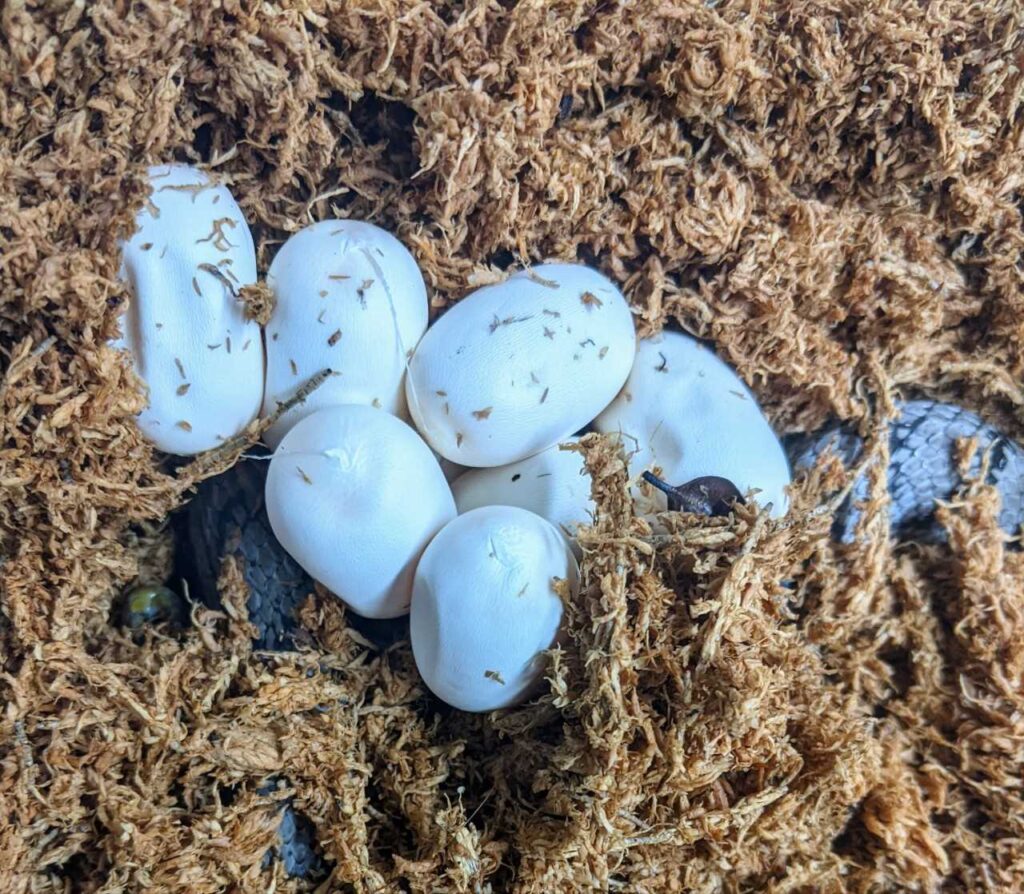 Discover the Mystery of Blue Snake Eggs: Guide and Photos - Vital Frog