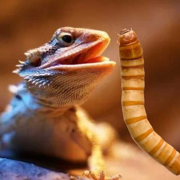 Can Bearded Dragons Eat Maggots - a Guide to Feeding Your Reptile ...