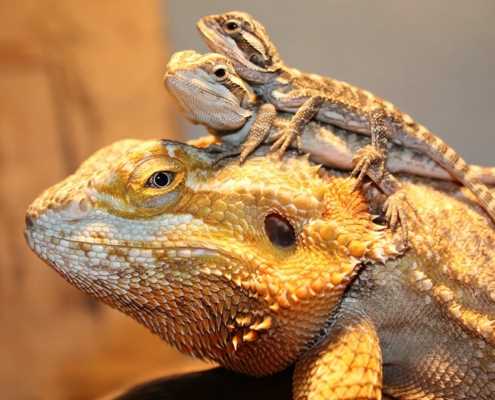 Can Bearded Dragons Eat Mango? Here's What You Need to Know - Vital Frog