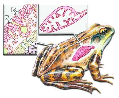 Do Frogs Breathe Underwater? Exploring the Breathing Abilities of Frogs ...