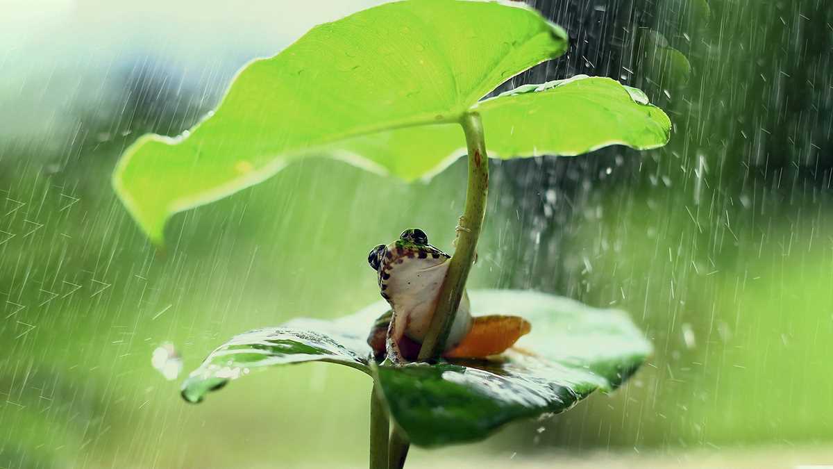 Can frogs drink through their skin: Exploring the unique water ...