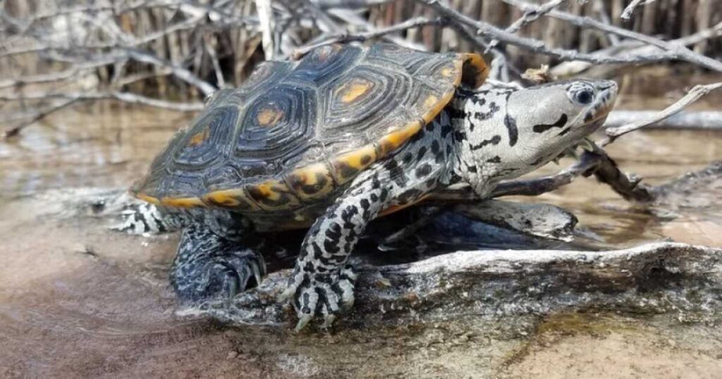 Are Apples Safe for Terrapins to Eat? - Vital Frog