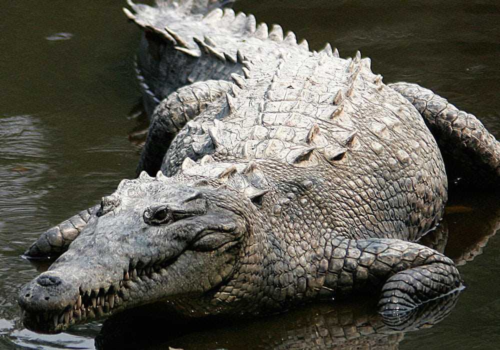 Cayman Crocs: Discovering the Fascinating World of Crocodiles in the ...