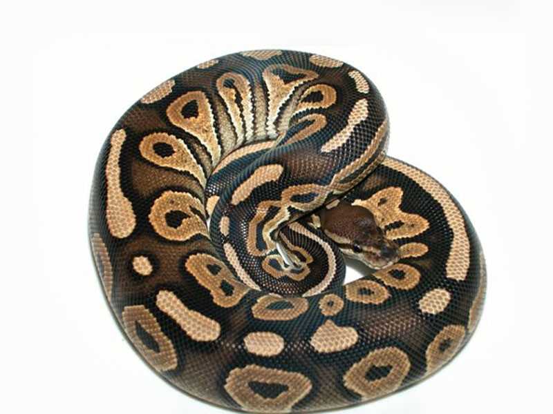 Cinnamon Ball Python: A Guide to This Unique Python Morph - Vital Frog