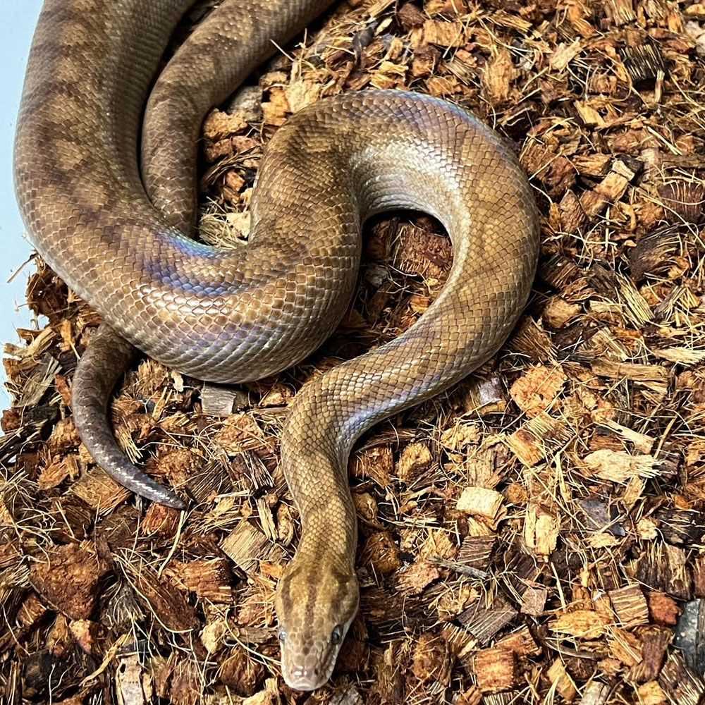 Columbian Rainbow Boa: Care, Husbandry, and Unique Characteristics ...