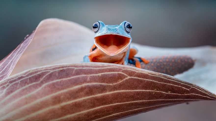 Discover the Coolest Toads in the World - Vital Frog