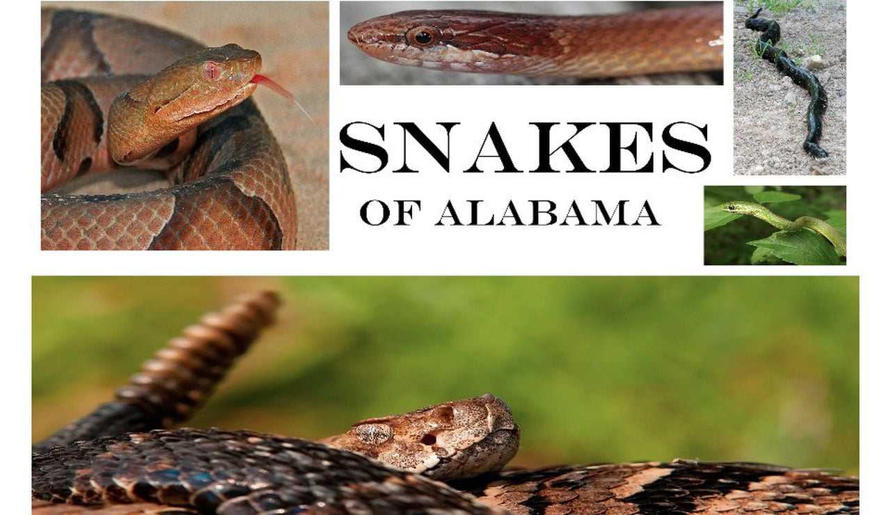 Corn Snake Alabama: The Ultimate Guide to Corn Snakes in Alabama ...