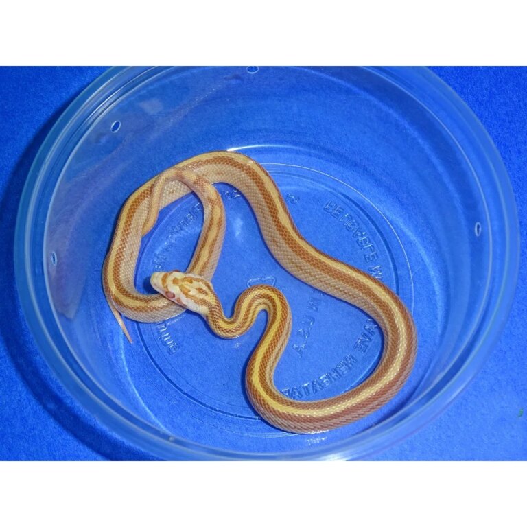 Corn Snake Butter: A Comprehensive Guide for Snake Owners - Vital Frog
