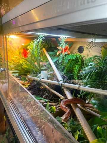 Corn snake enclosure ideas: Creating the perfect habitat for your pet ...