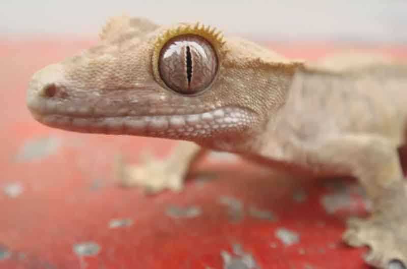 Everything You Need to Know About Crested Gecko Shedding - Vital Frog