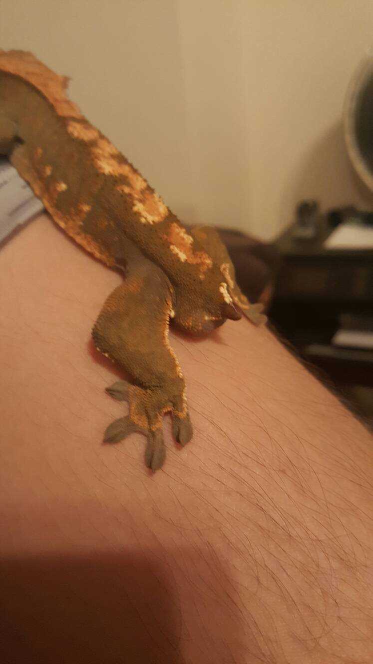 Crested Gecko Tail Drop - Learn How and Why Crested Geckos Lose Their ...