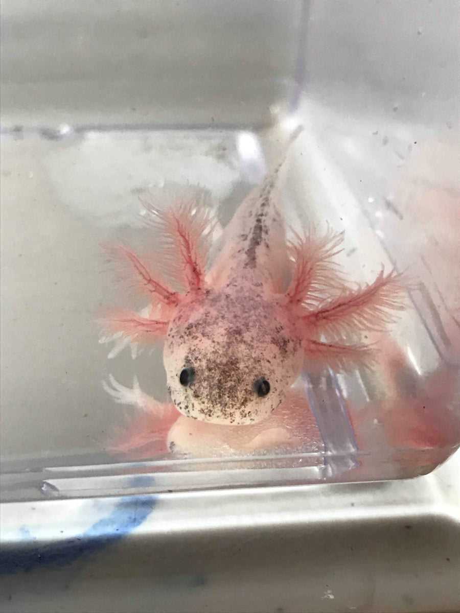 Discover the Unique Beauty of a Dirty Leucistic Axolotl - Vital Frog