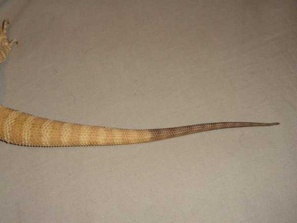 Do bearded dragons tails grow back - Vital Frog