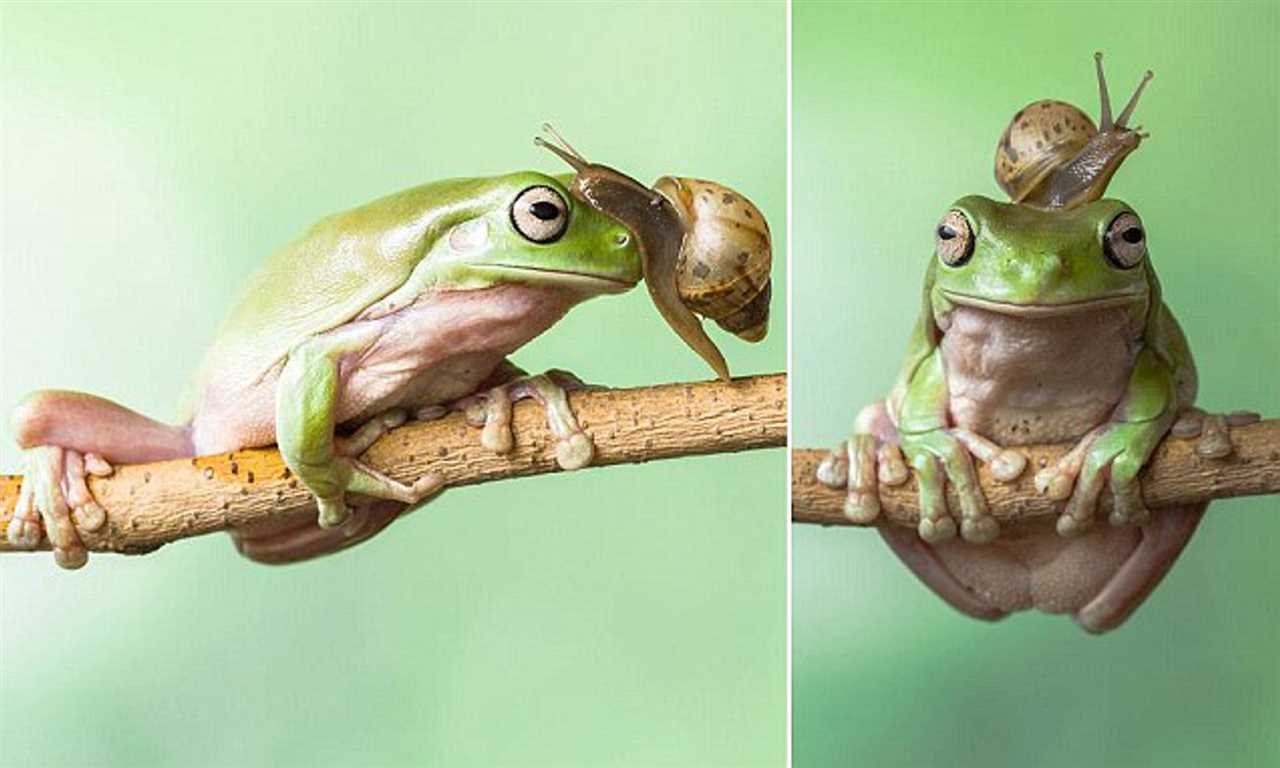 What Do Frogs Eat: A Guide to Frogs' Diet Including Snails - Vital Frog