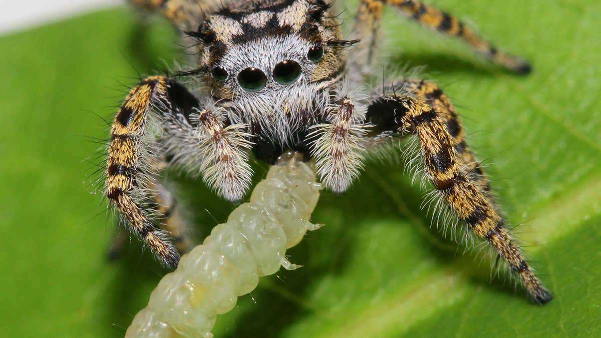 Are Frogs Natural Predators of Spiders? - Vital Frog