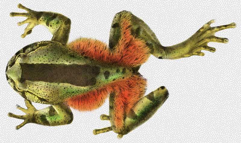 Do frogs have hair - Myth or Reality? - Vital Frog