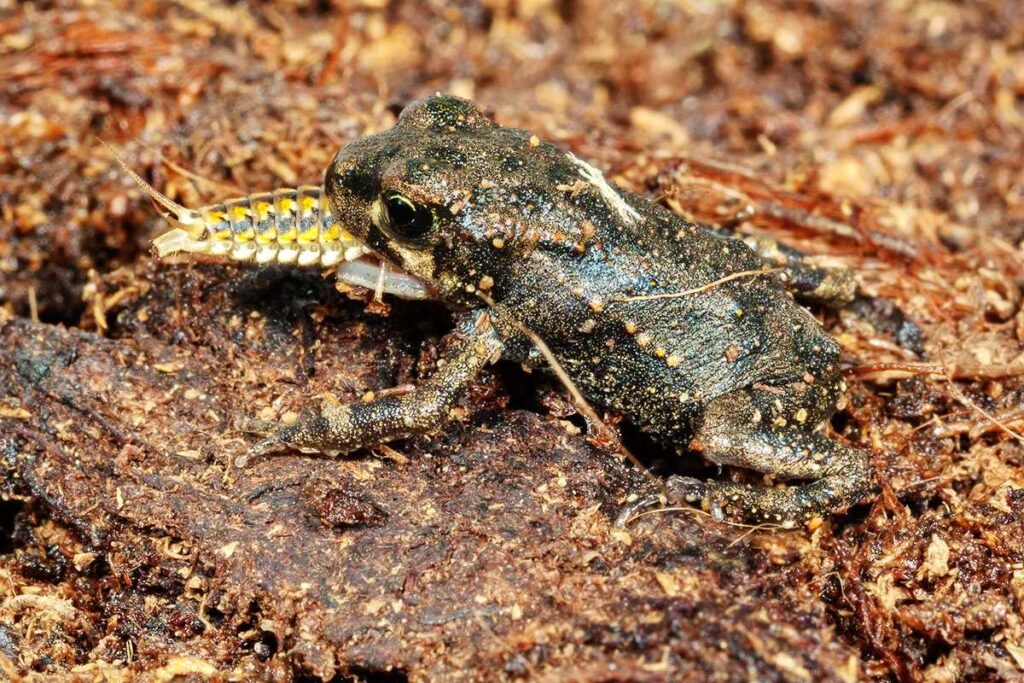 Are worms a part of a toad's diet? - Vital Frog
