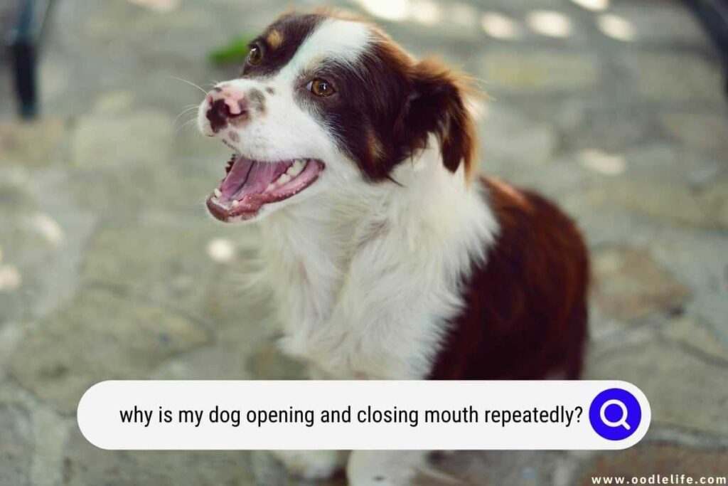 Dog Opening and Closing Mouth: Causes and Solutions - Vital Frog