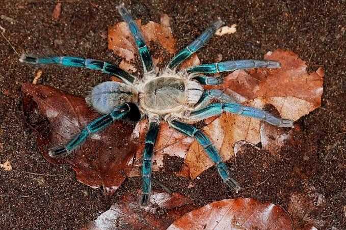 Emerald Green Cobalt Blue Tarantula: A Stunning Arachnid Species ...