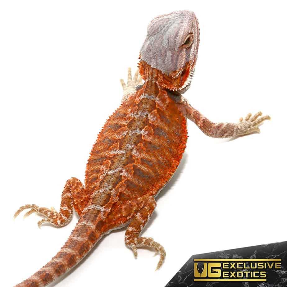 How to Care for a Fire Bearded Dragon: A Complete Guide - Vital Frog