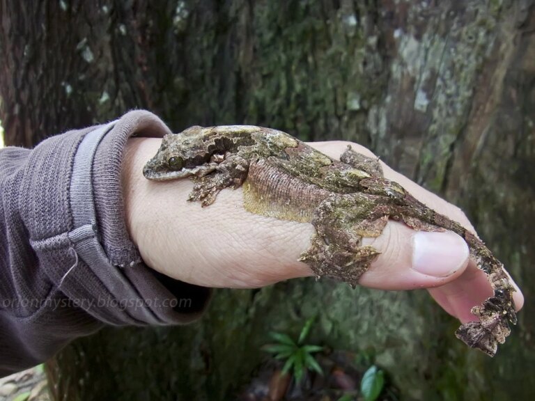 Complete Guide to Flying Gecko Care: Habitat, Diet, and Maintenance ...