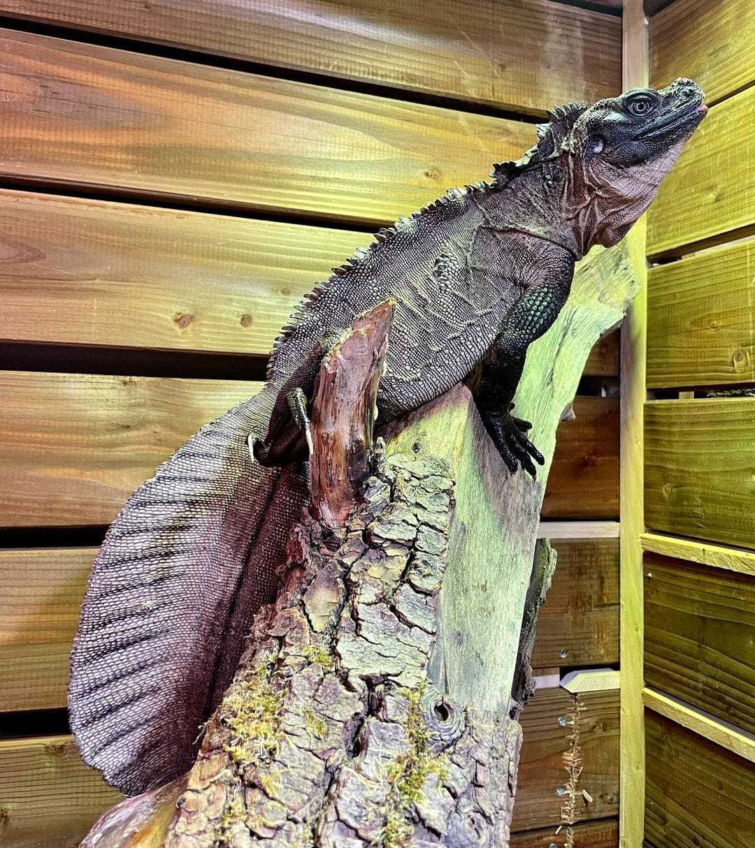 Full Grown Sailfin Dragon: Size, Care, Appearance - Vital Frog