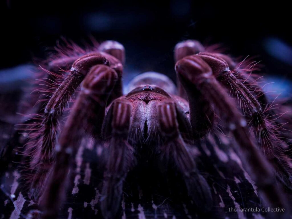 Goliath Birdeater Care Guide: Everything You Need to Know - Vital Frog