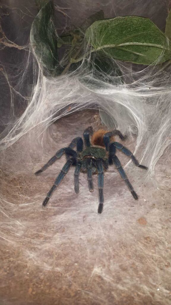 How to Create the Perfect Enclosure for a Green Bottle Blue Tarantula ...