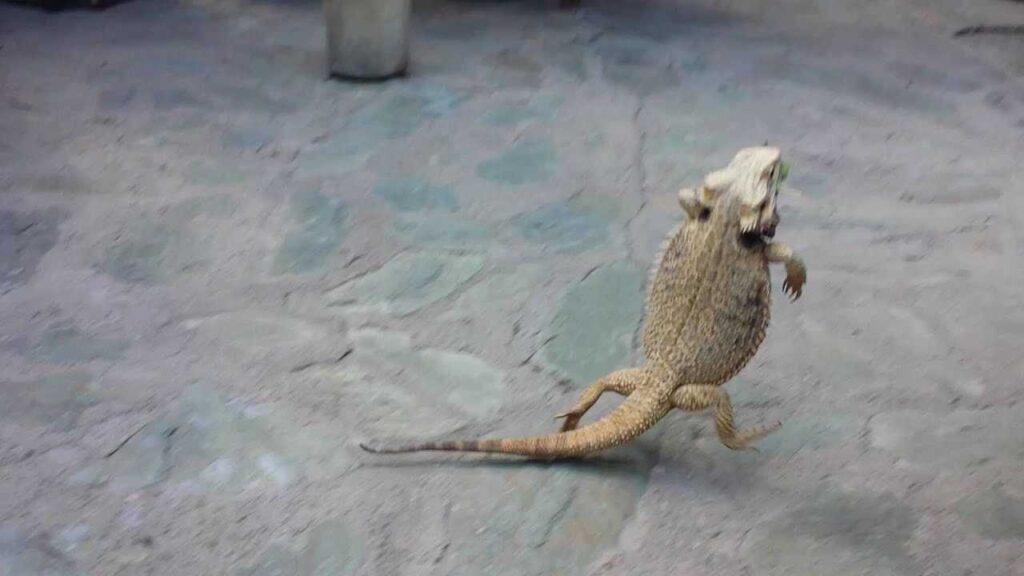 How quickly can a bearded dragon run - Vital Frog